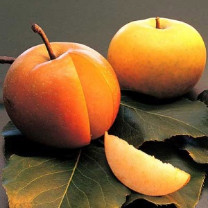 Shinko Asian Pear Tree - One Green World