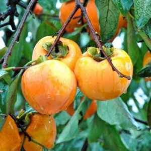 Asian Persimmon