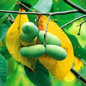 Rappahannock™ Pawpaw - One Green World