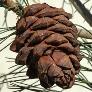 Italian Stone Pine - One Green World