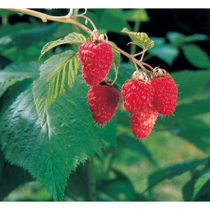 Amity Raspberry - One Green World