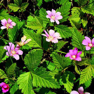 Anna Arctic Raspberry - One Green World