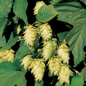 Nugget Hop Rhizomes - now available at One Green World