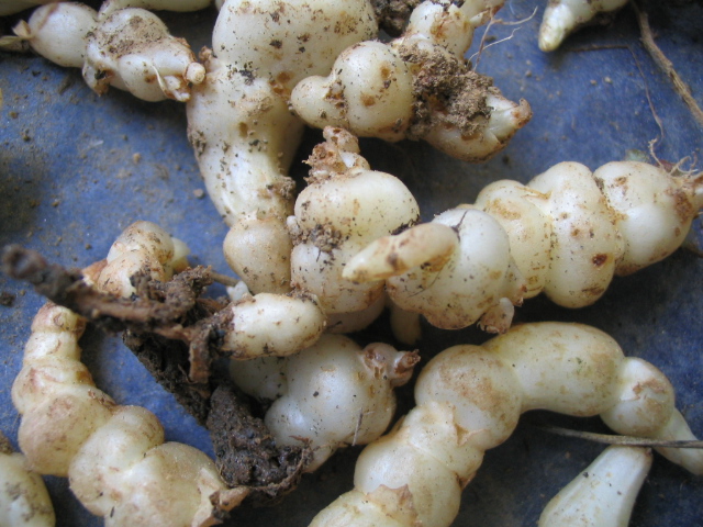 Crosnes Chinese Artichoke - One Green World