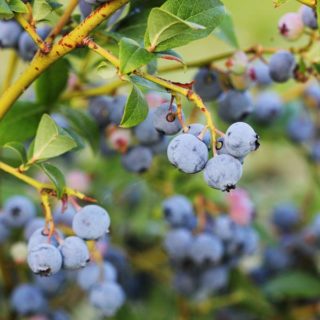 Blueberry Bundle - One Green World