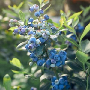 Blueberry Bundle - One Green World