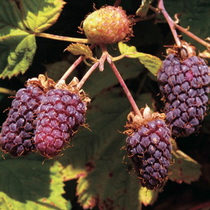 Loganberry - One Green World