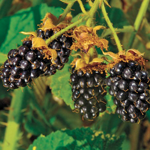 Marionberry Blackberry - One Green World