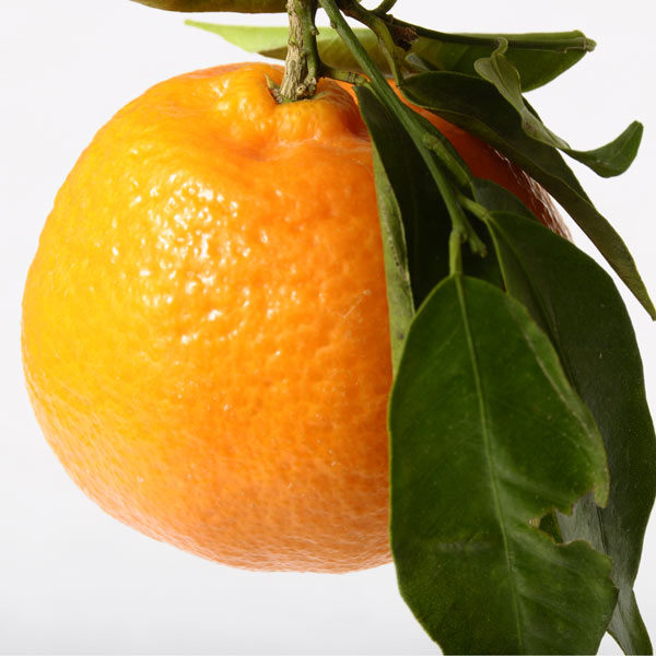 Miho Wase Mandarin Orange Tree - One Green World