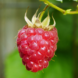 Willamette Raspberry - One Green World