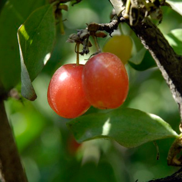 Sunrise™ Cornelian Cherry Tree - One Green World