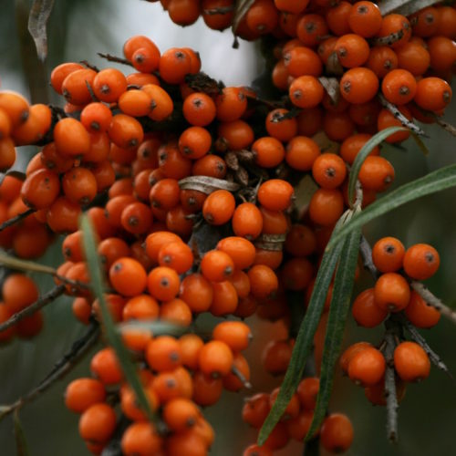 Star of Altai™ Sea Berry - One Green World
