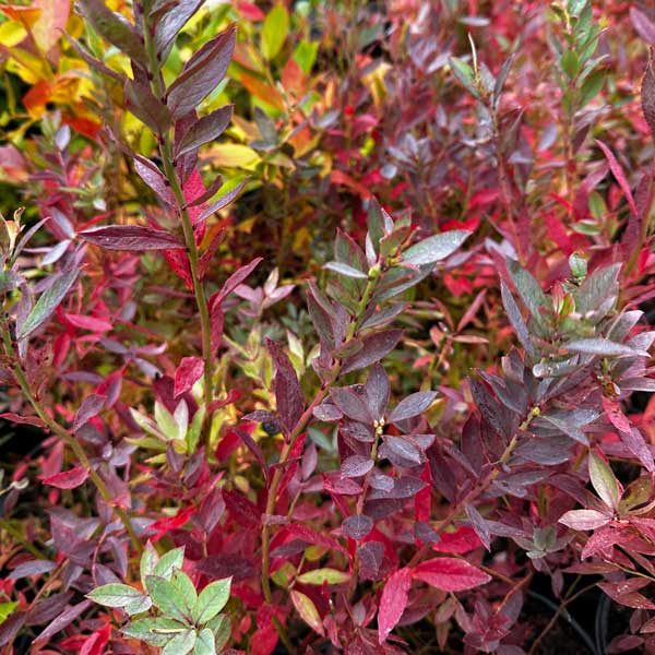 Sunshine Blue Blueberry - One Green World