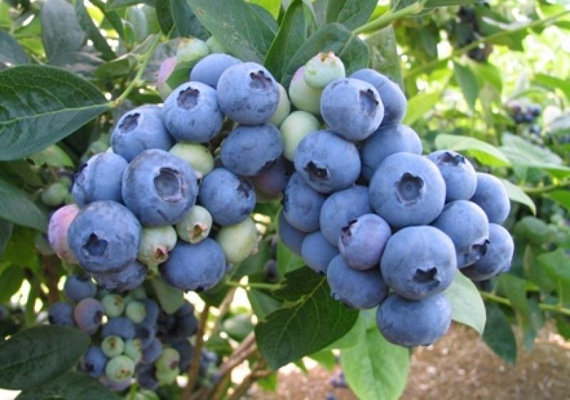 highbush-blueberries - One Green World