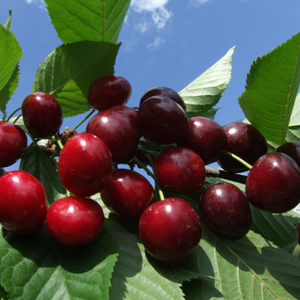 Hartland™ Cherry - One Green World