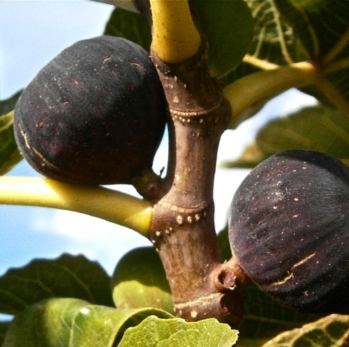 Fig