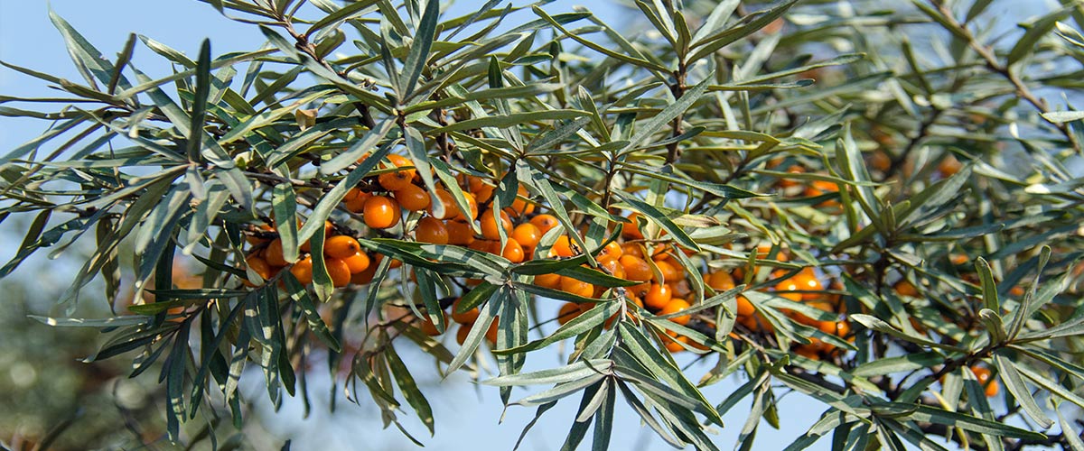 Home - One Green World