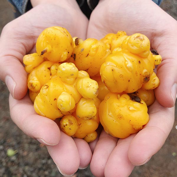 The Amarillo Oca Tubers - available at One Green World Nursery