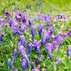 Common Vetch - One Green World