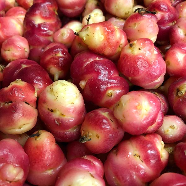 Hopin Oca Tubers - Oxalis tuberosum available at One Green World Nursery