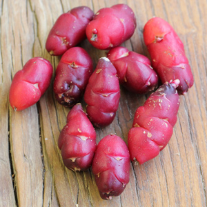 Mexican Red Oca Tubers - Oxalis tuberosum at One Green World Nursery