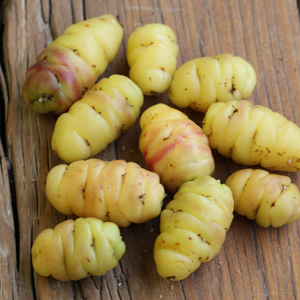 The Blush Yellow Oca Tubers - Oxalis tuberosum available at One Green ...