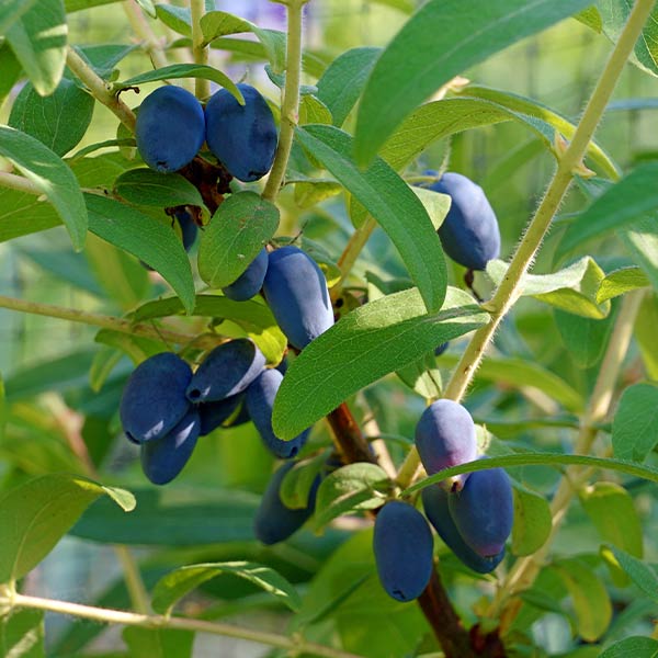 Borealis™ Honeyberry - Late Blooming - One Green World