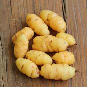 Creamy Yellow Oca Tuber - available at One Green World Nusery