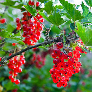 Wilder Red Currant - One Green World