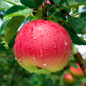Freedom Apple Tree - One Green World