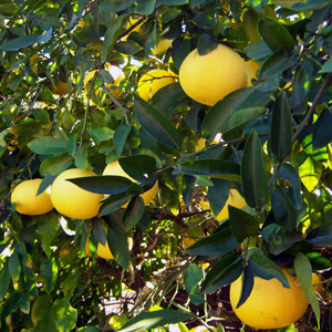 Citrumelo Hardy Grapefruit - One Green World