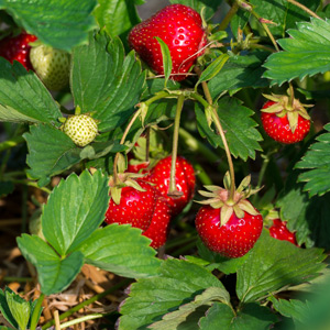 Rainier Strawberry - One Green World