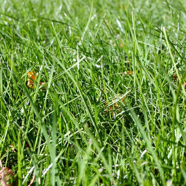 Native Swale Mix - One Green World