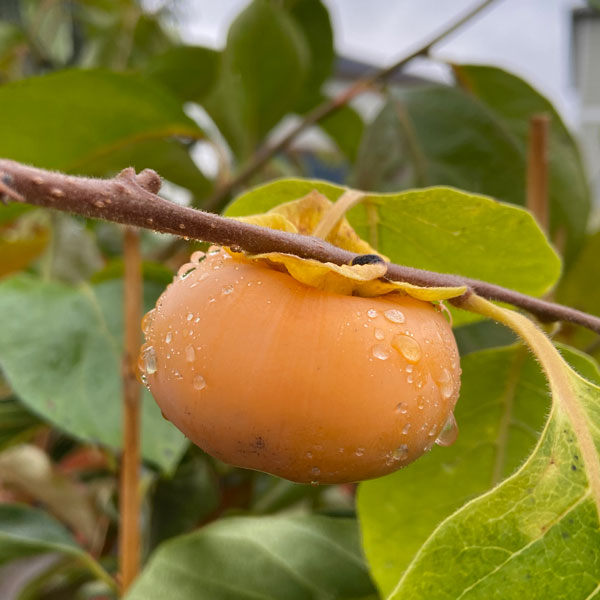 Garretson American Persimmon - One Green World