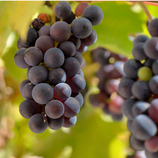 Manukka Table Grape - One Green World