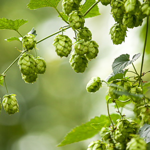 Crystal Hops - One Green World