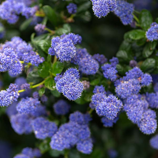 Victoria Ceanothus - One Green World