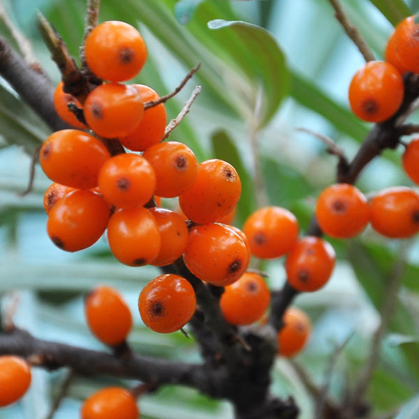 Baikal Ruby Sea Berry™ - One Green World