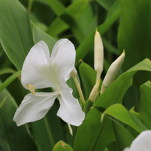 Hardy White Ginger - One Green World