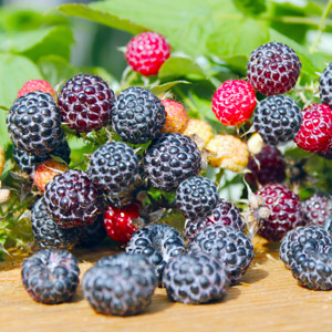 Ohio's Treasure Black Raspberry - One Green World