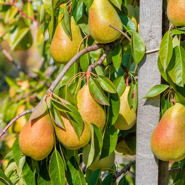 Clapp’s Favorite European Pear Tree - One Green World