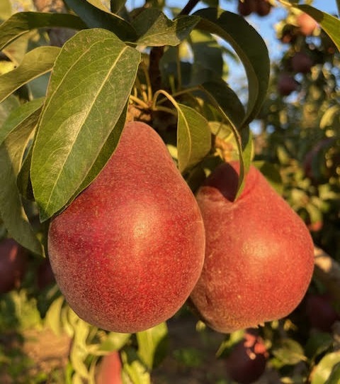 Red D'Anjou European Pear Tree - One Green World