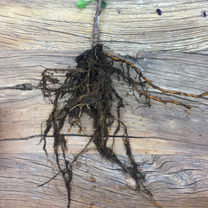 M26 Apple Rootstock - EMLA 26 - One Green World