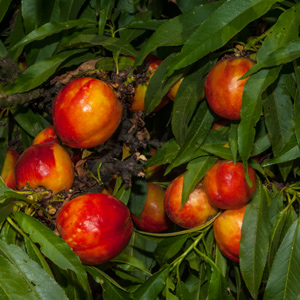 Golden Prolific Nectarine Fruit Tree - One Green World