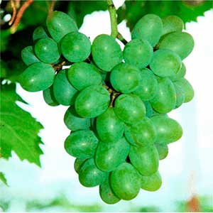 Gratitude Seedless Green Table Grape - One Green World