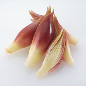 Myoga Ginger - available at One Green World Nursery