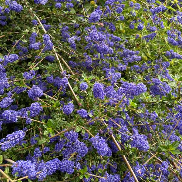 Midnight Magic Ceanothus - One Green World