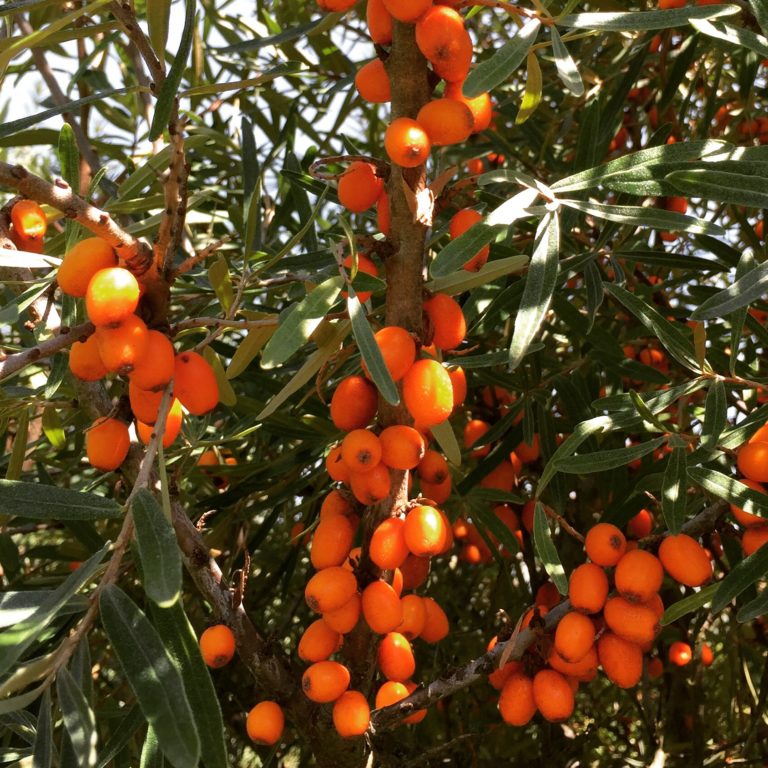 Sea Berry Growing Guide - One Green World