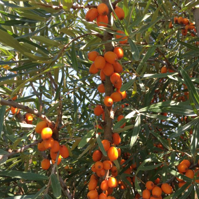 Sea Berry Growing Guide - One Green World