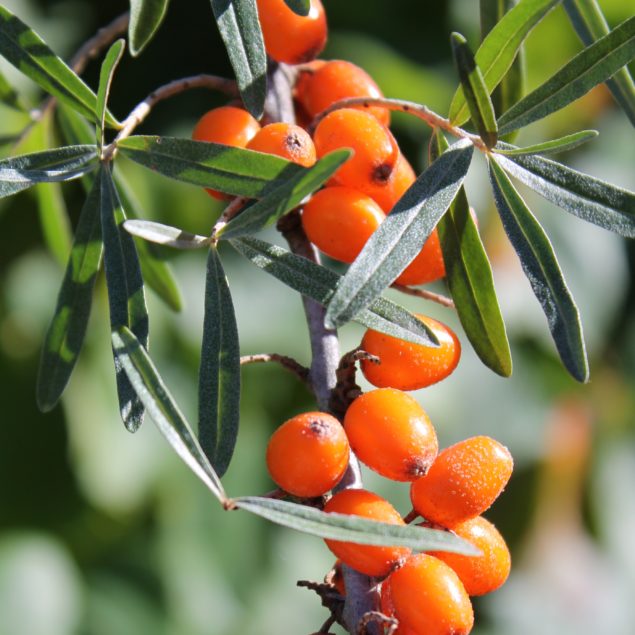 Sea Berry Growing Guide - One Green World